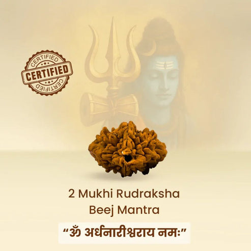 2 Mukhi Rudraksha – hezel