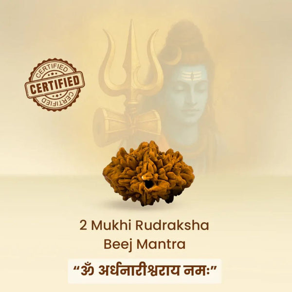 2 Mukhi Rudraksha – hezel